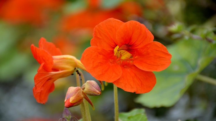 Eetbare bloemen kweken – De Tuin Op Tafel Eetbare bloemen kweken – De Tuin Op Tafel