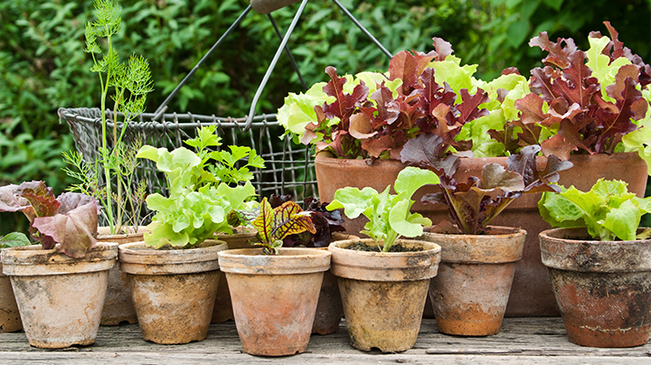 5 redenen om te starten met een pottentuin – De Tuin Op Tafel 5 redenen om te starten met een pottentuin – De Tuin Op Tafel