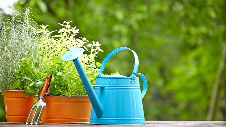 Planten water geven doe je zo! – De Tuin Op Tafel